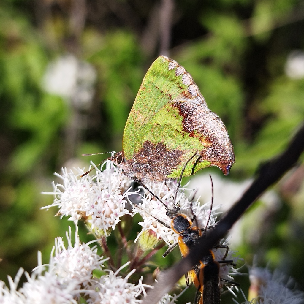 Stained Greenstreak from Victoria Municipality, Guanajuato, Mexiko on ...