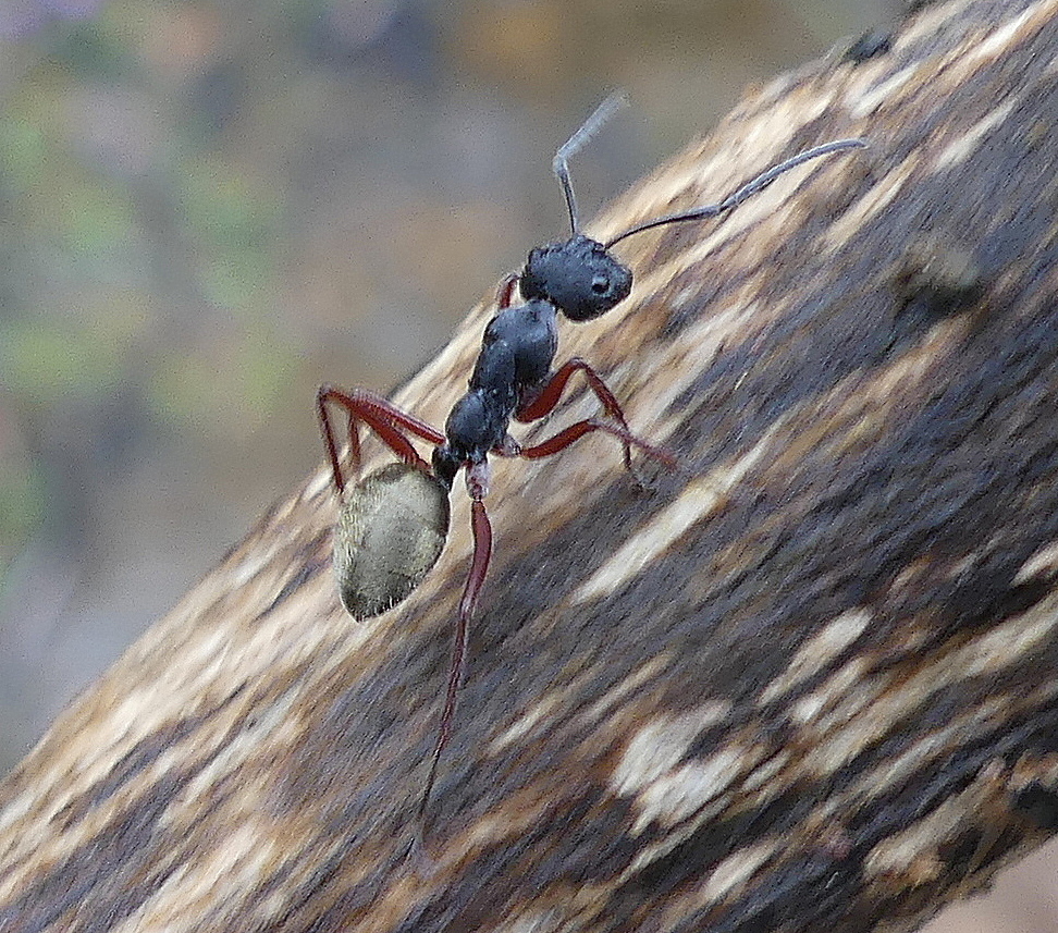 Camponotus suffusus bendigensis in October 2022 by habitatearth ...