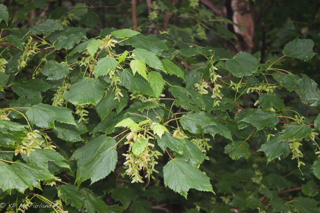 Mountain Maple from Smugglers Notch, Vermont, United States on July 3 ...