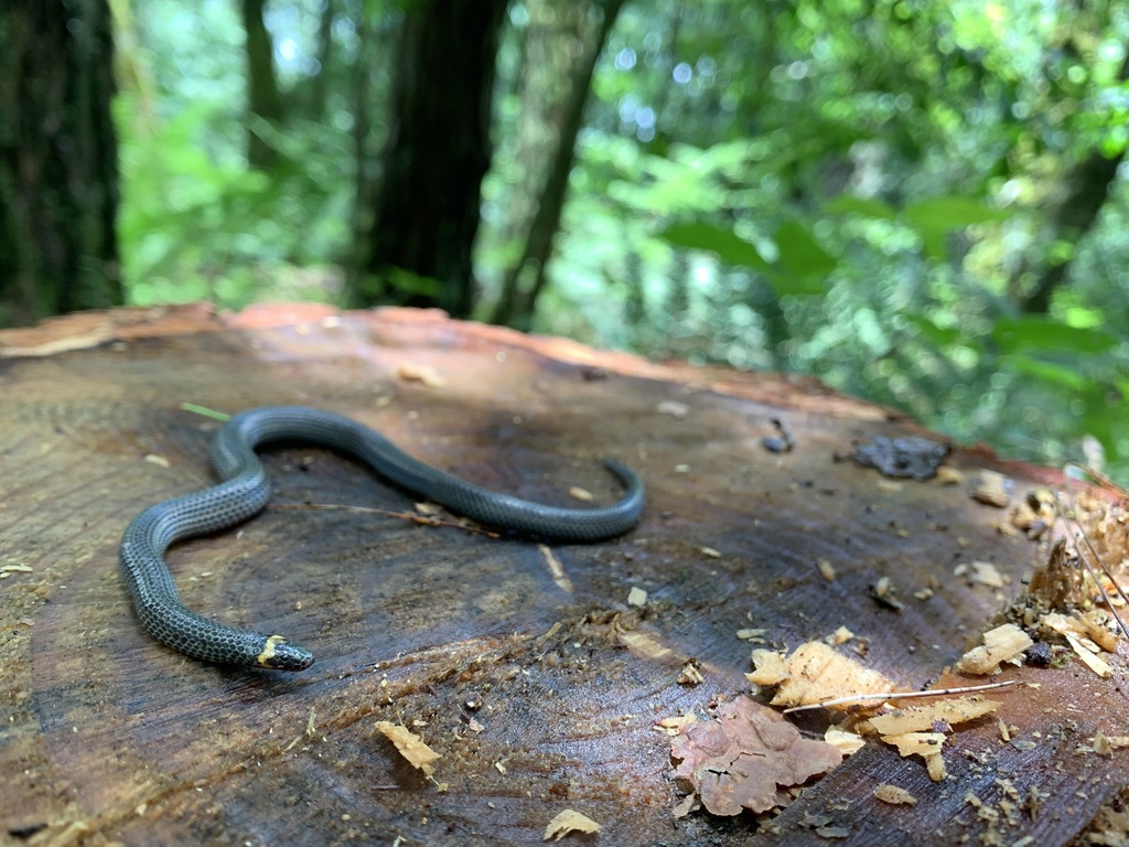 Highland Earth Snake in June 2021 by Tyler Hake · iNaturalist