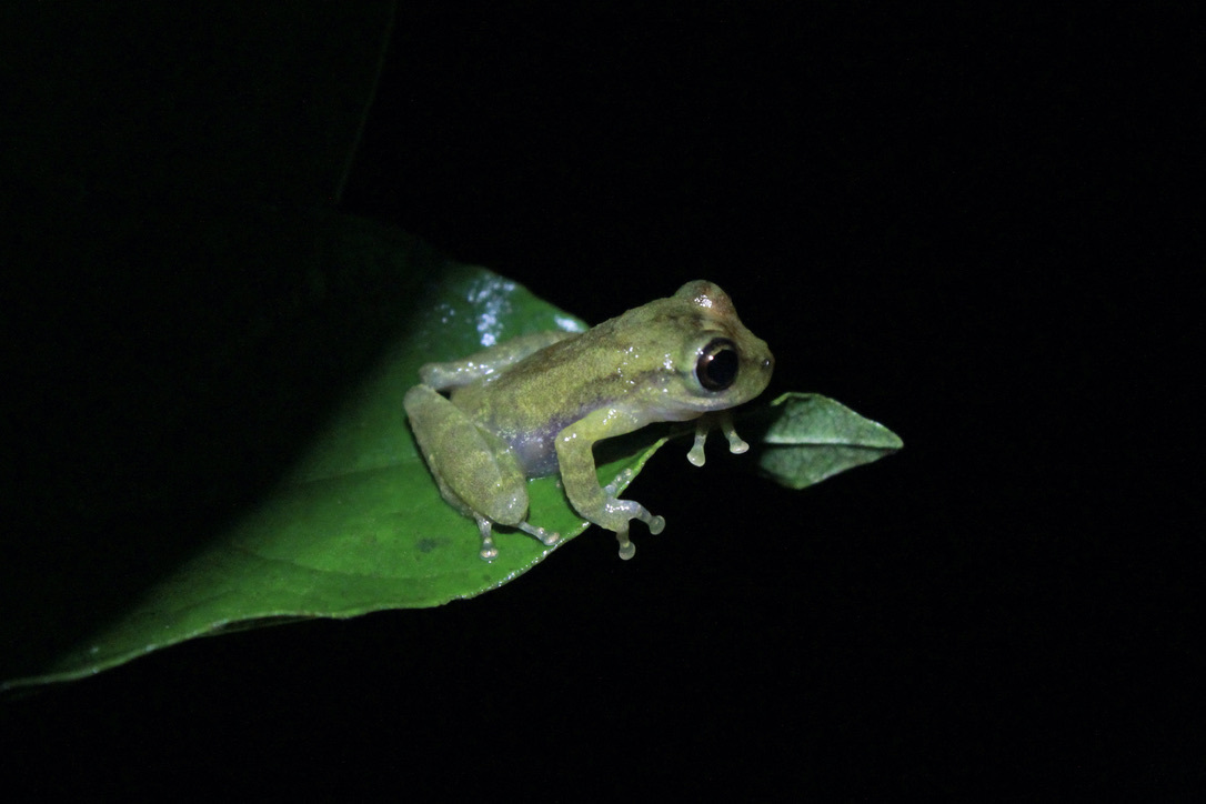 Flectonotus fitzgeraldi (Parker, 1934)