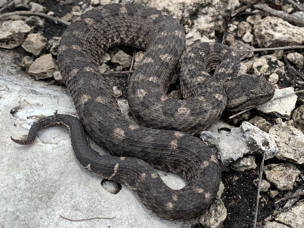 black-tailed horned pitviper in June 2021 by Tyler C Hake · iNaturalist