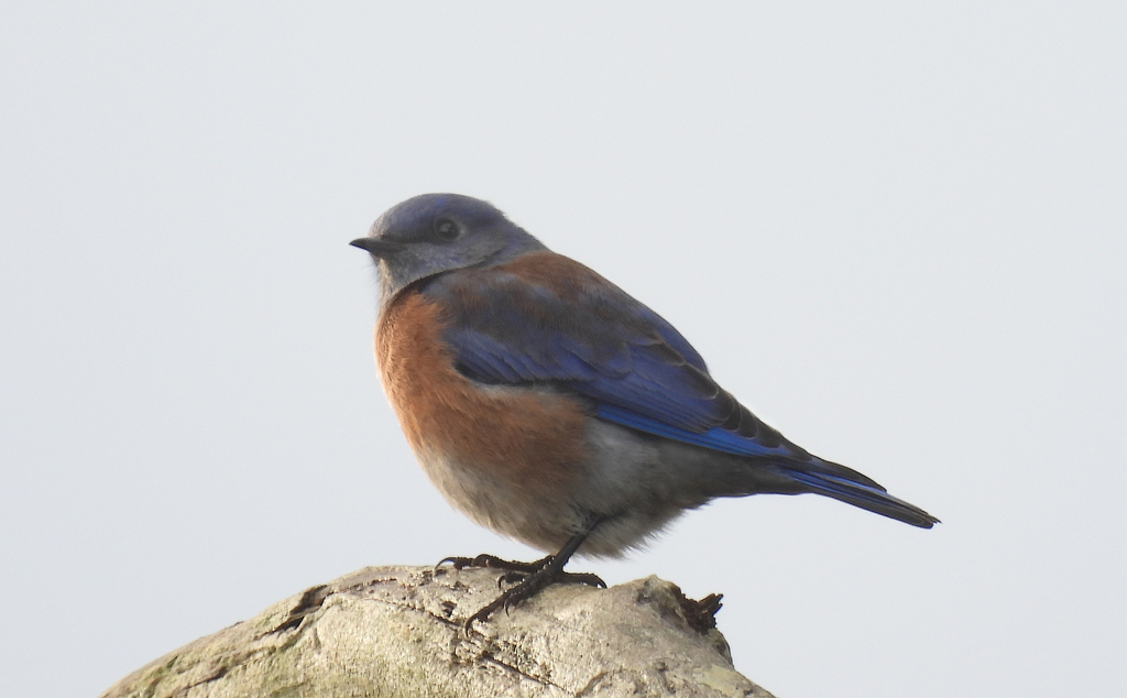 Western Bluebird from Sunset Beach SRA on November 07, 2022 at 02:16 PM ...