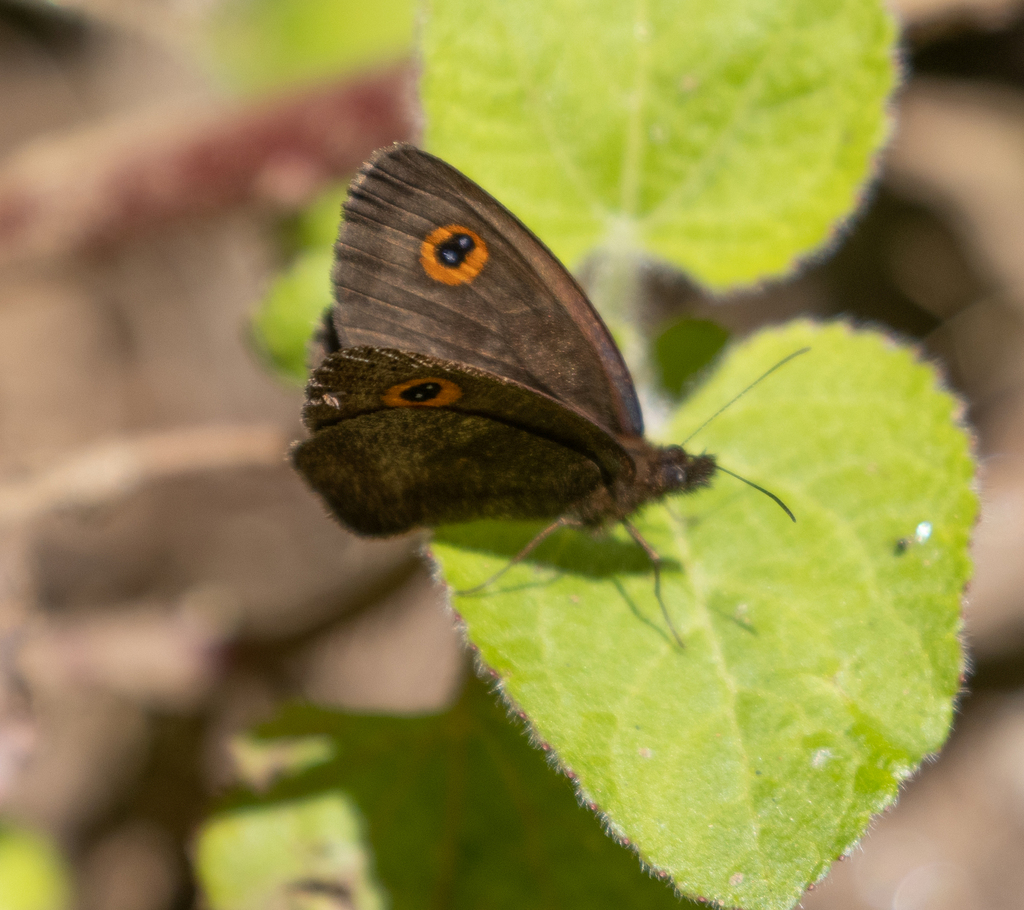 Strabena from Moramanga District, Madagascar on October 3, 2022 at 12: ...