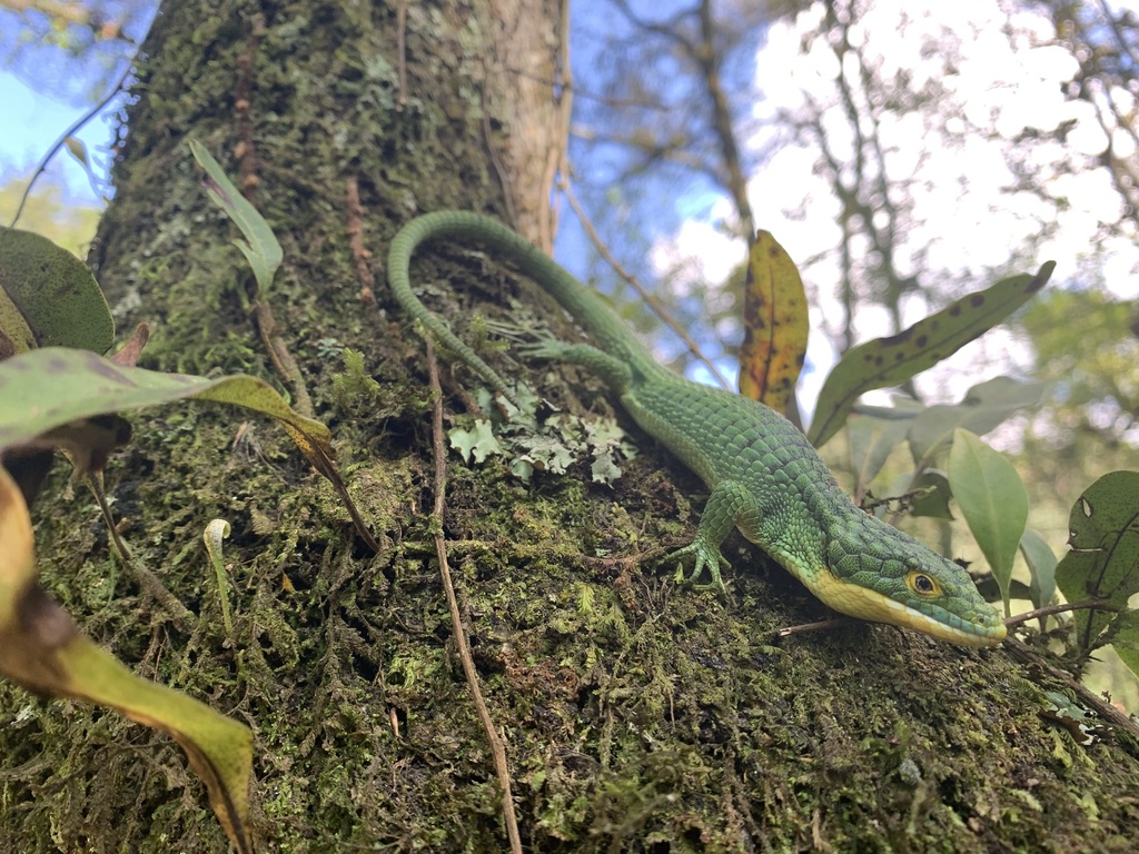 Terrestrial Arboreal Alligator Lizard in June 2021 by Tyler C Hake ...