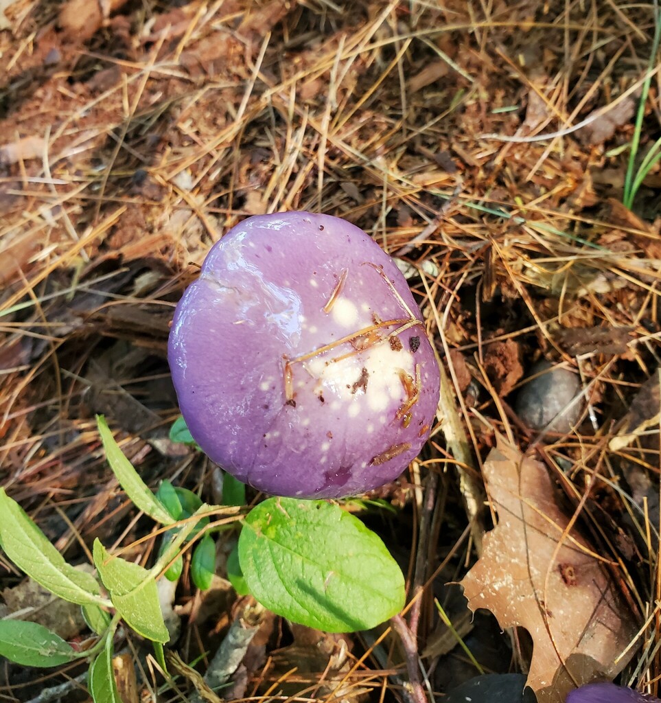 Viscid Violet Cort from Glocester, RI, USA on September 14, 2022 at 10: ...