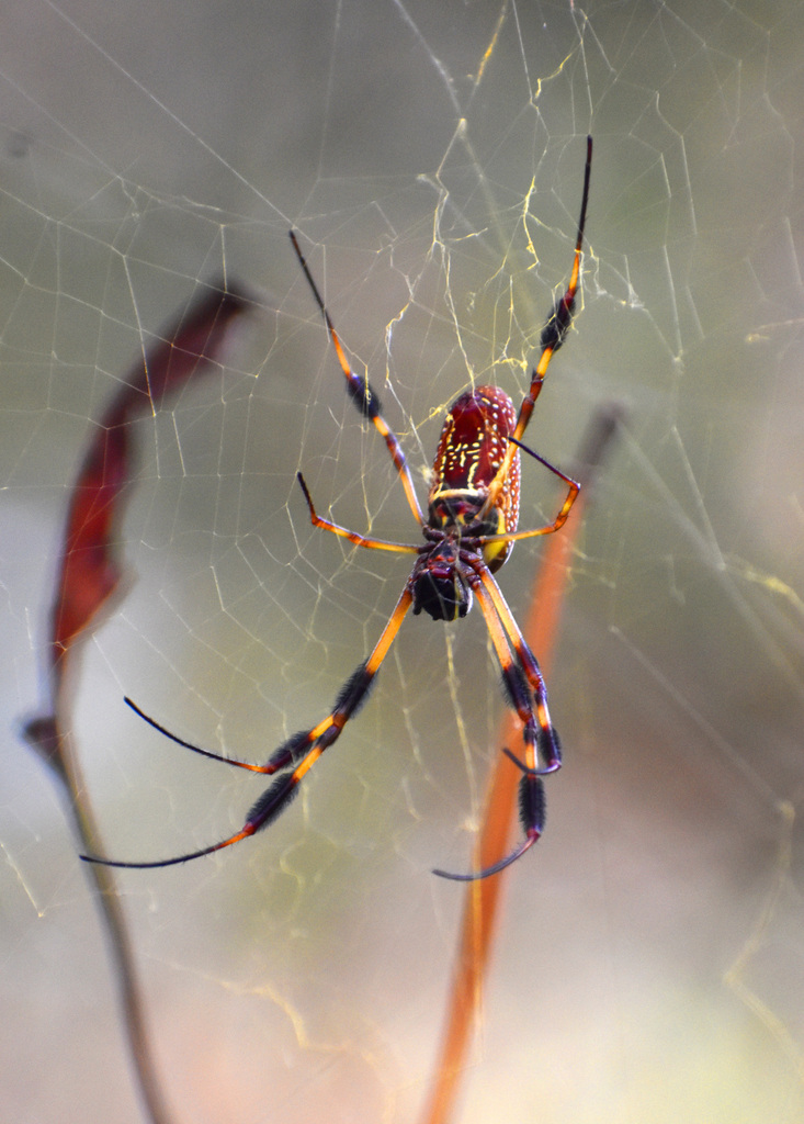 Golden Silk Spider from 2214 Tar Kiln Dr, Fayetteville, NC 28304, USA ...