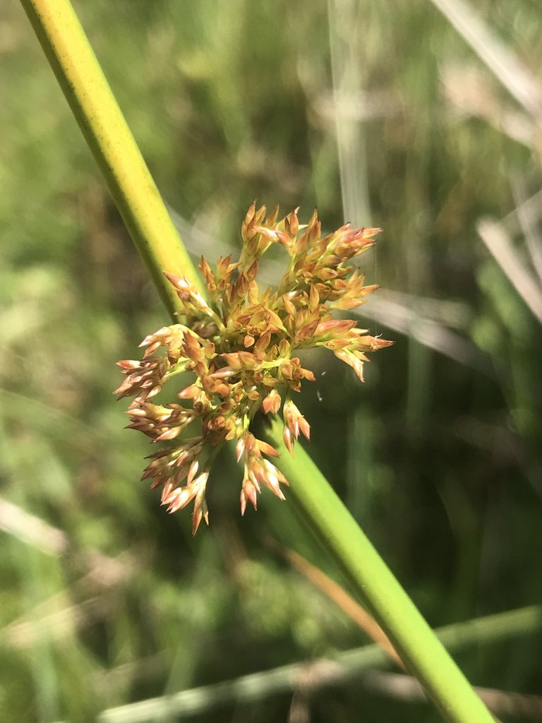 California bulrush from Cruce Calle Los Robles (Valdivia) - Niebla ...