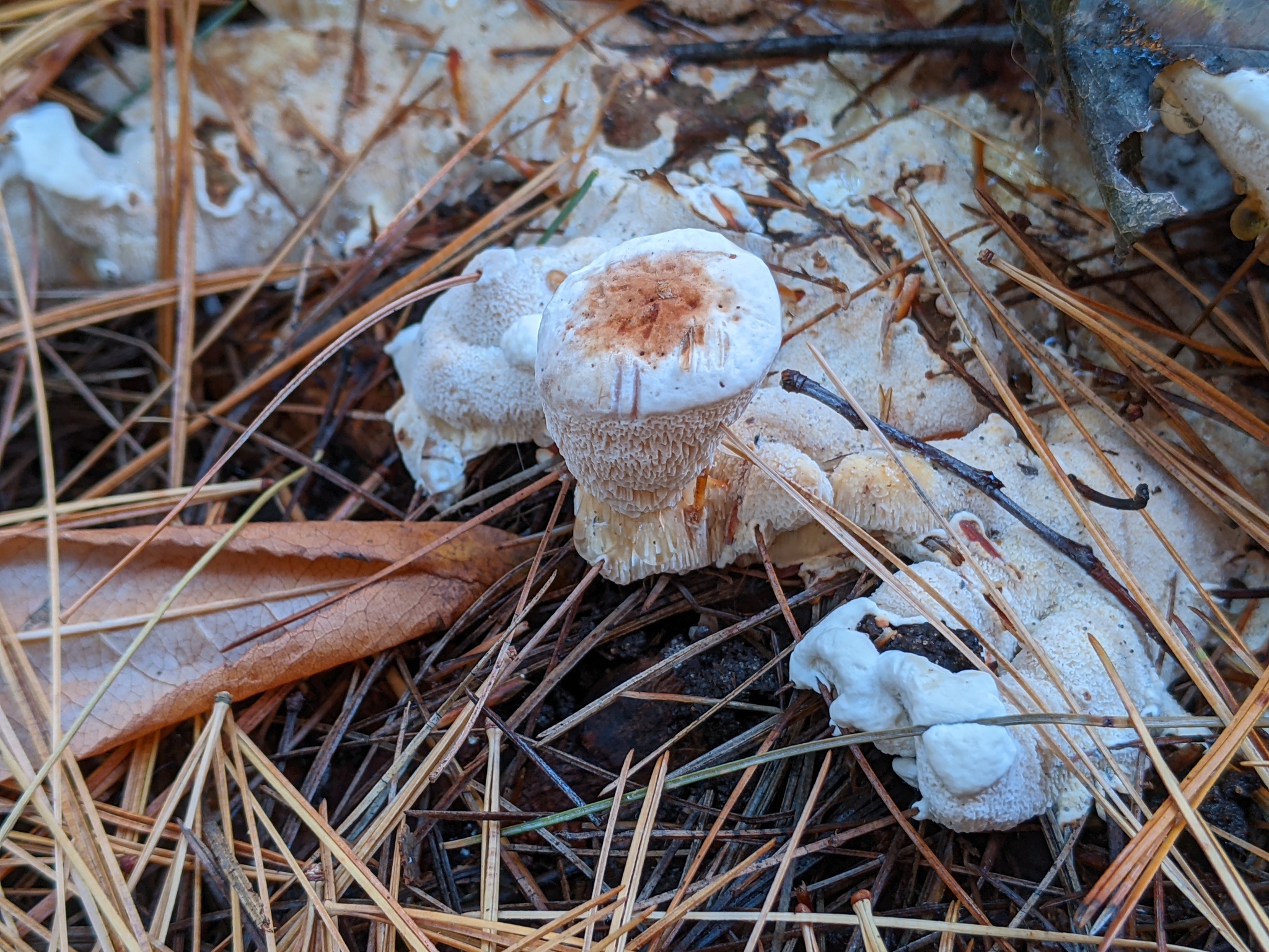 Heterobasidion irregulare Garbel. & Otrosina