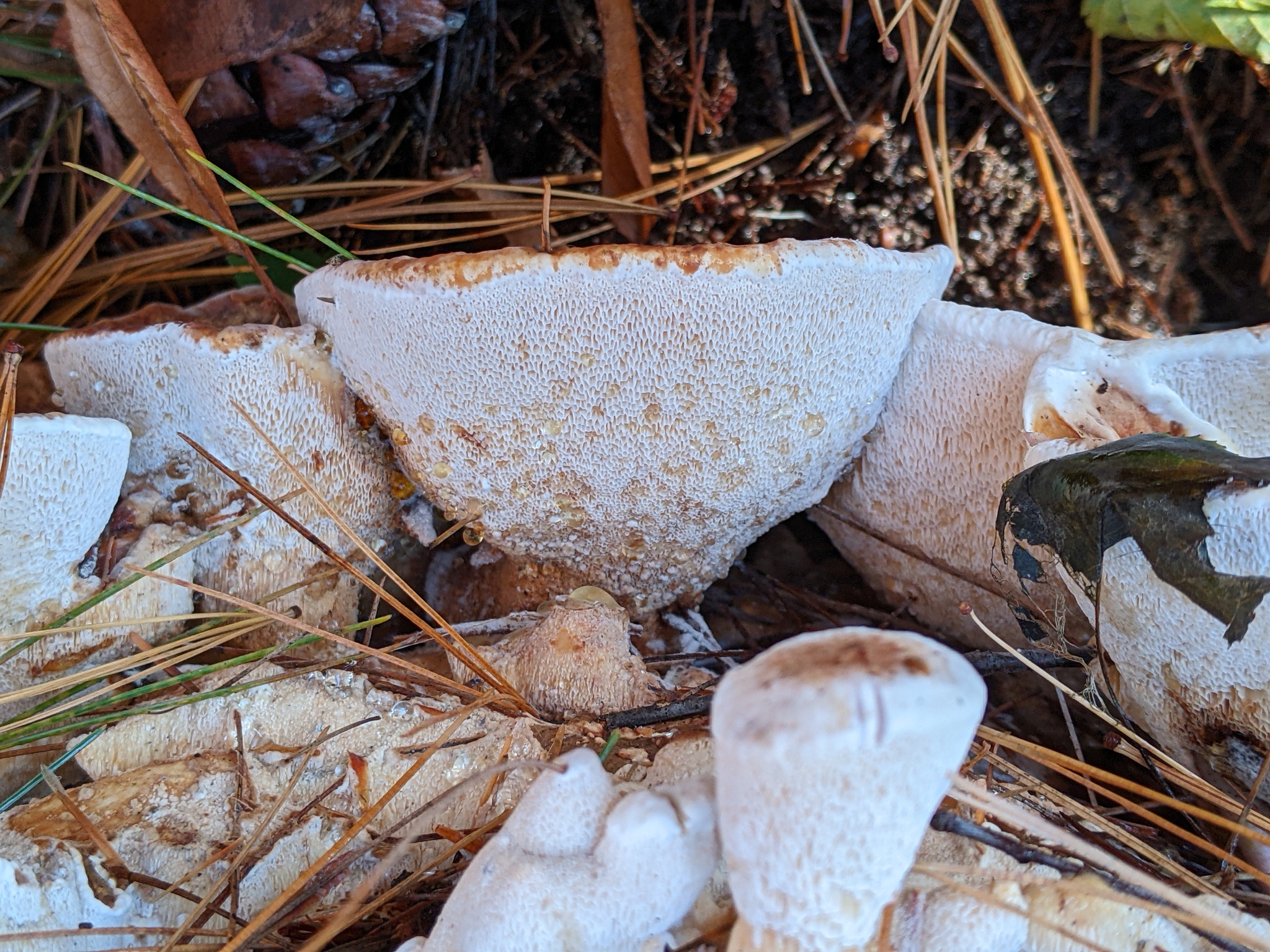 Heterobasidion irregulare Garbel. & Otrosina