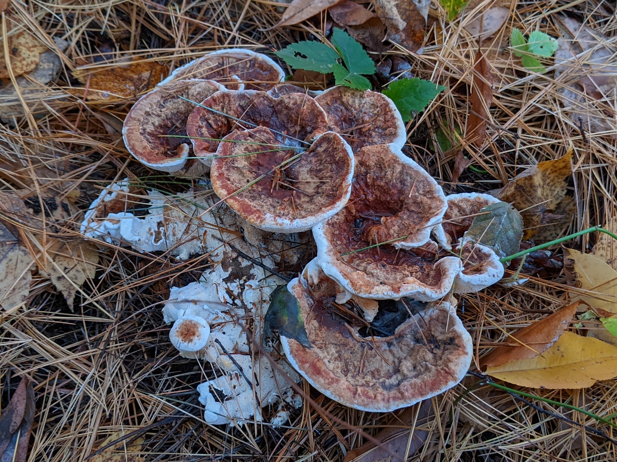 Heterobasidion irregulare Garbel. & Otrosina