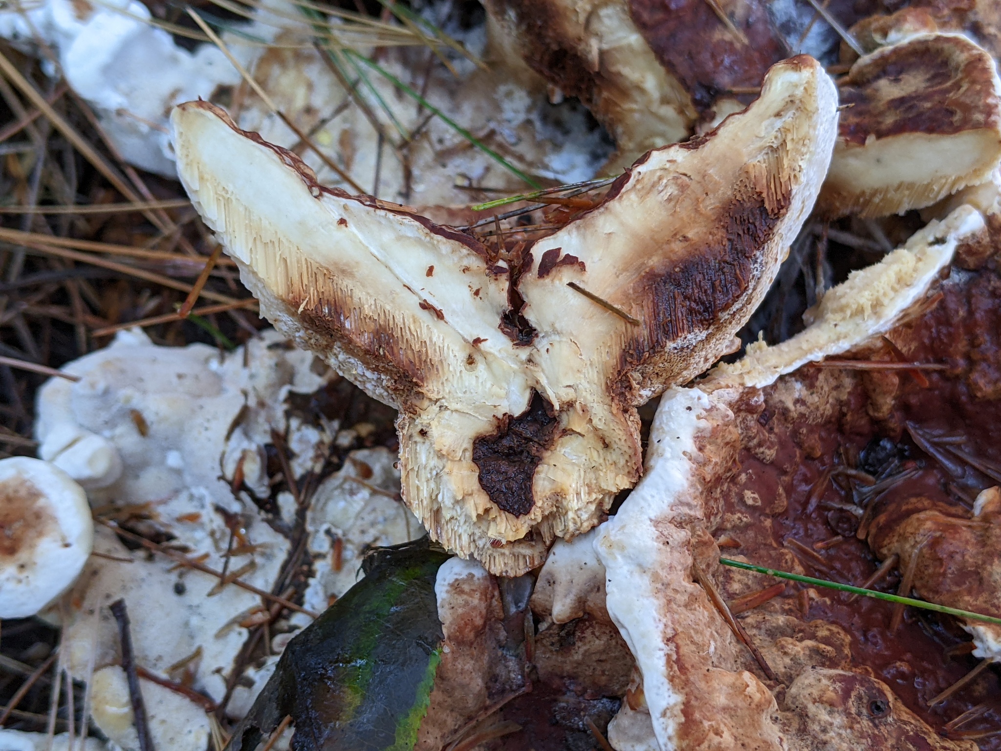 Heterobasidion irregulare Garbel. & Otrosina