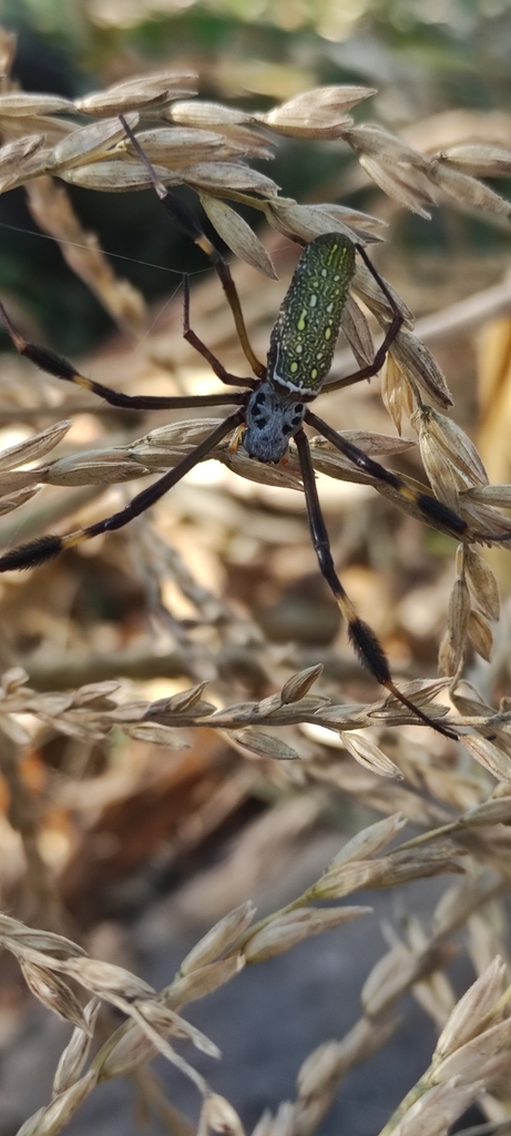 Golden Silk Spider from Tecolotlán, Jal., México on November 6, 2022 at ...