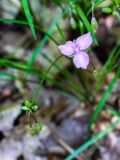Grassleaf Roseling (Callisia graminea) - Botanical Realm
