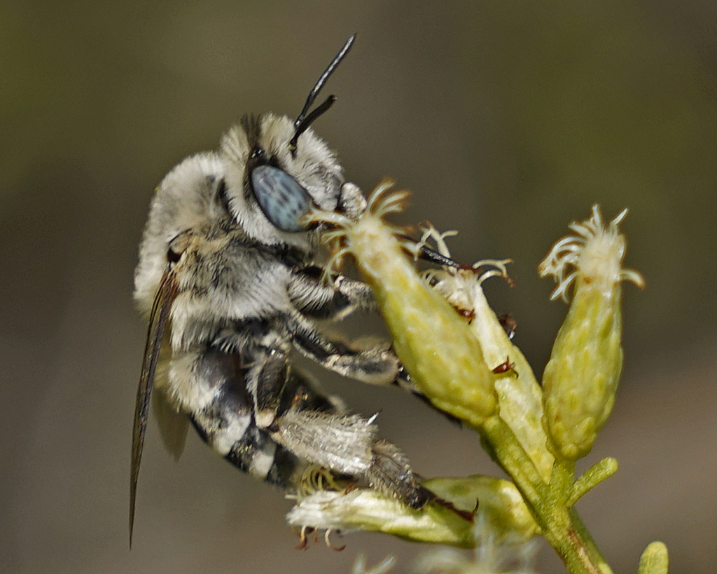Urbane Digger Bee from Featherly Regional Park, CA, USA on October 31 ...