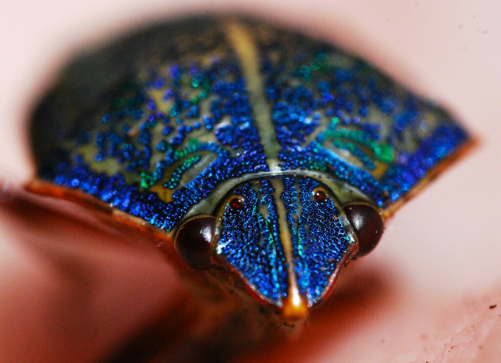 koa bug from Kauai, Hawaii, USA on October 31, 2022 at 04:55 AM by John ...