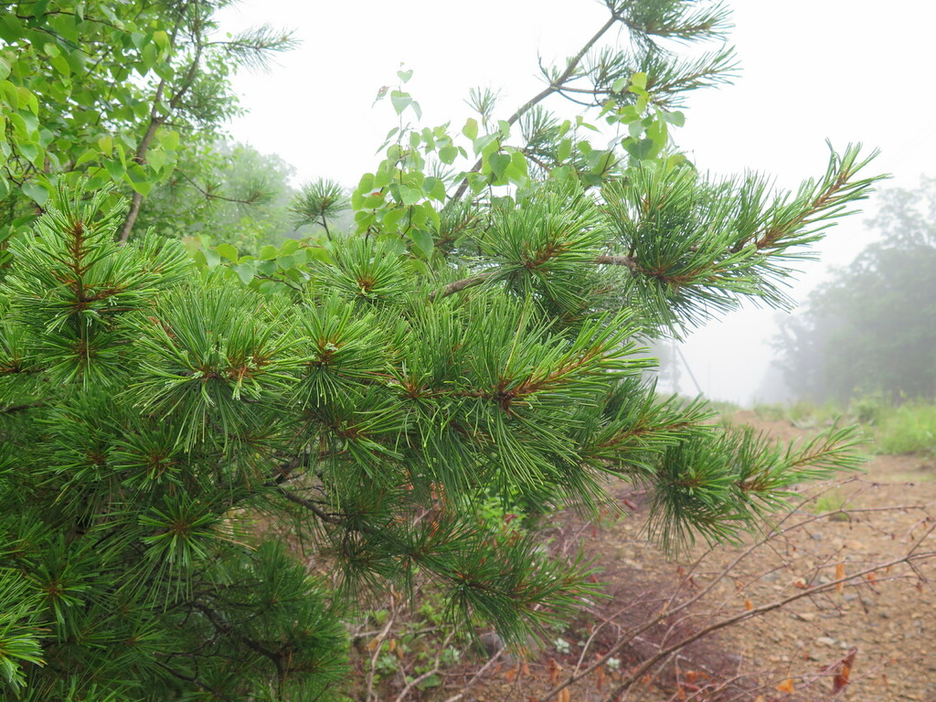 Korean pine (Pinus koraiensis) - Botanical Realm