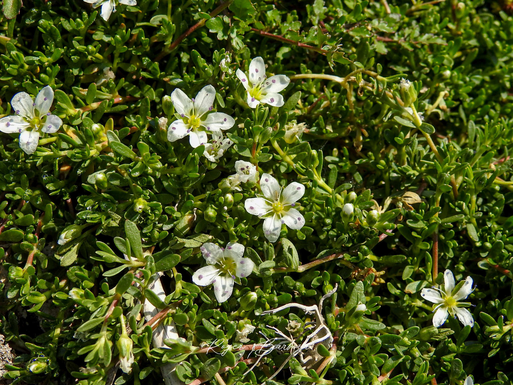 Arenaria serpens Kunth