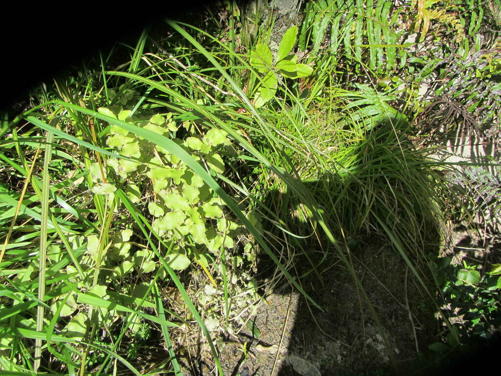 Akiraho from Mokihinui, New Zealand on October 11, 2022 at 11:59 AM by ...