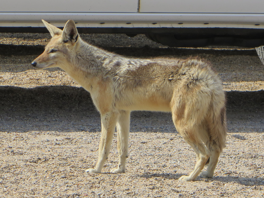 Southern Black-backed Jackal from Skeleton Coast Park, , Kunene, NA on ...