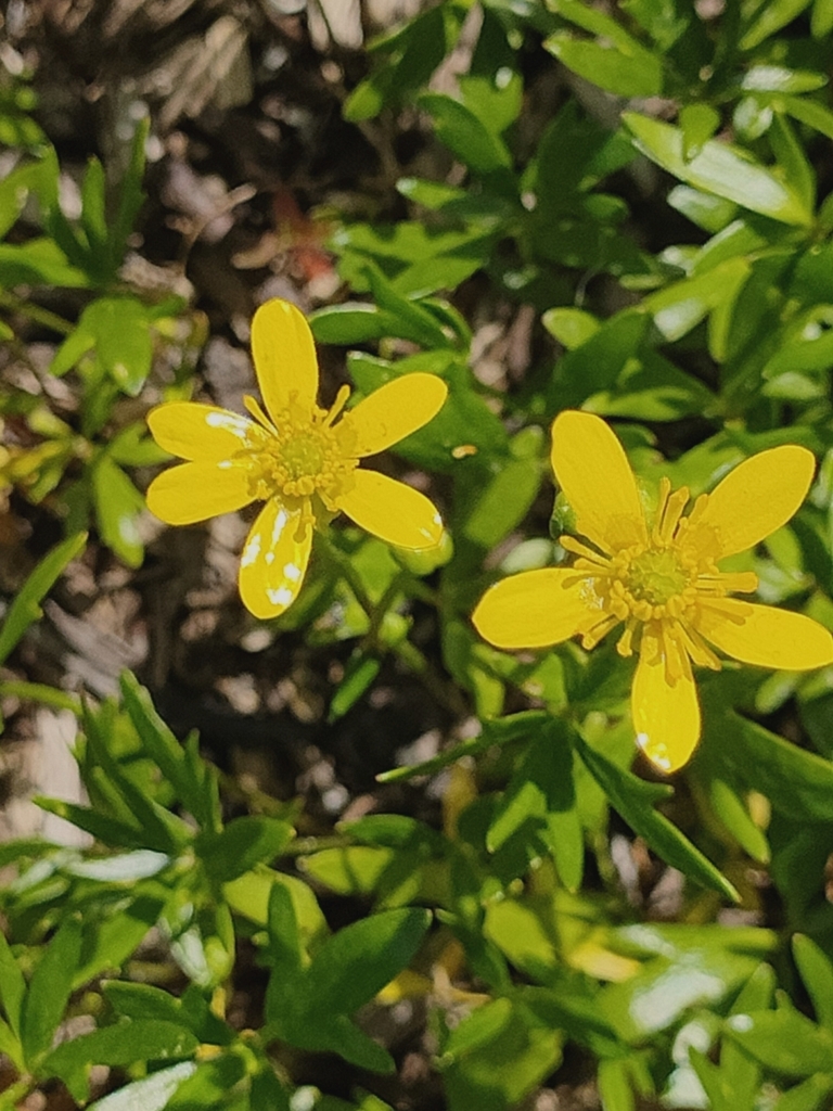 Australian Buttercup from Glen Eira - Caulfield, AU-VI, AU on November ...