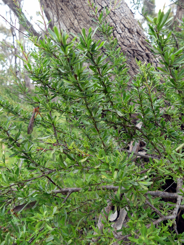 Australian Blackthorn in October 2022 by habitatearth · iNaturalist