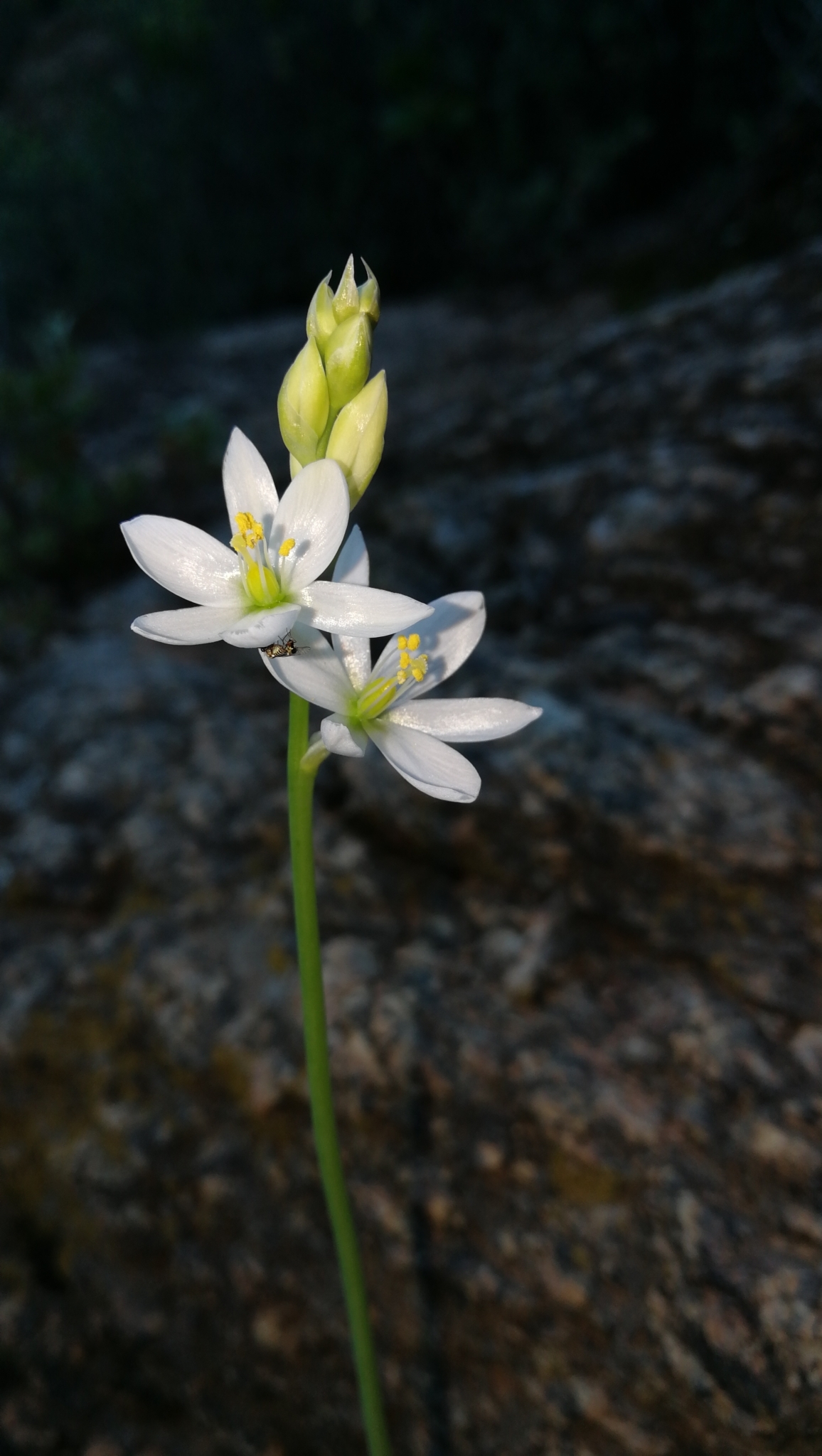 Ornithogalum hispidum subsp. hispidum