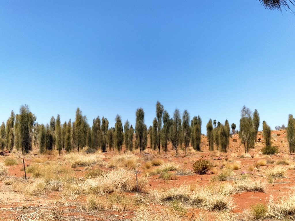 desert sheoak from Petermann NT 0872, Australia on September 28, 2022 ...