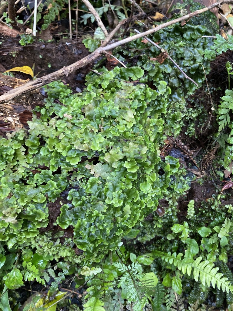 Monoclea forsteri from Clutha, NZ-OT, NZ on November 8, 2022 at 01:11 ...