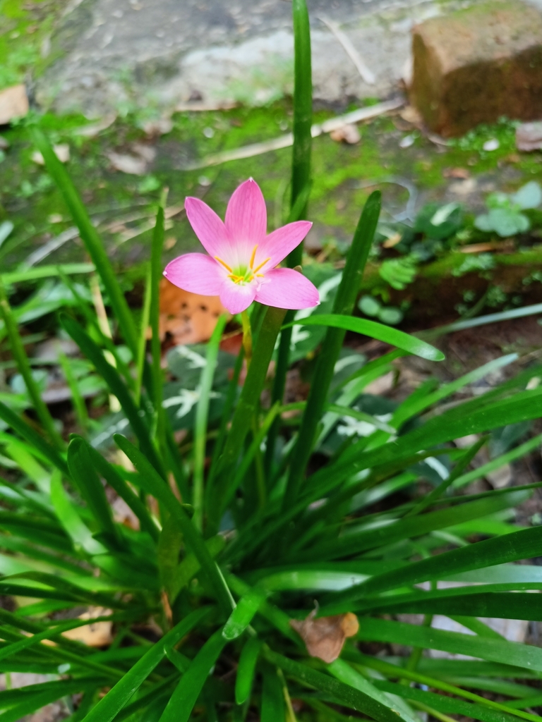 Rose Pink Zephyr Lily from QQFW+FMR, Masimpur, Uttar Krishnapur Pt III ...