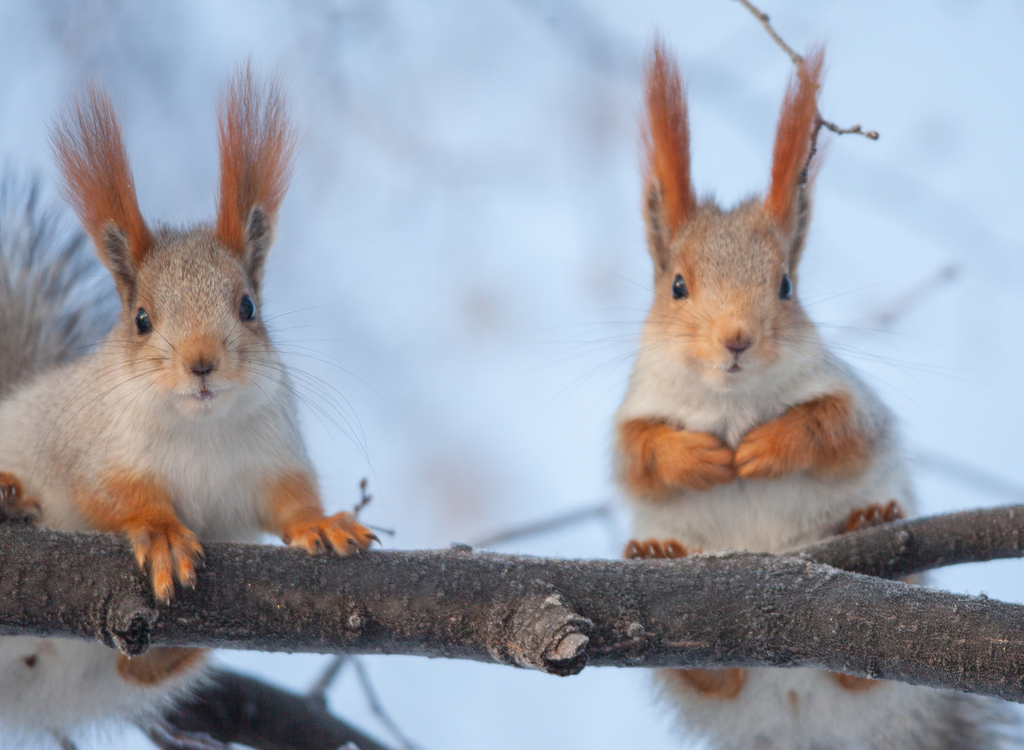 Siberian Red Squirrel (Sciurus vulgaris exalbidus) - Know Your Mammals