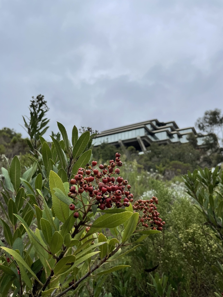 Toyon from Torrey Pines, San Diego, CA, US on October 14, 2022 at 11:08 ...