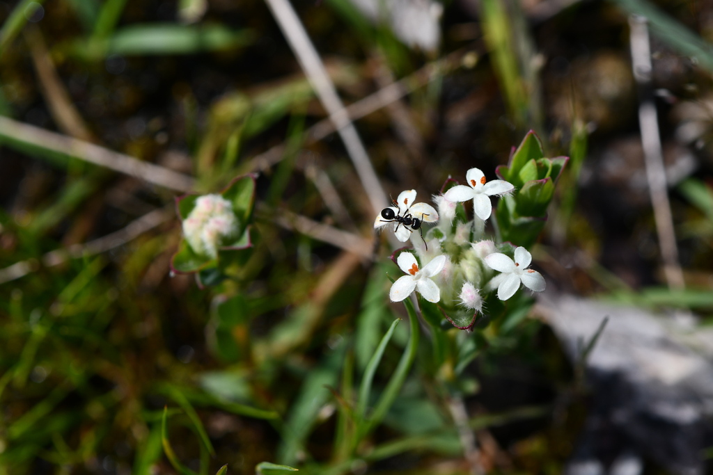 Notoncus from Happy Valley VIC 3360, Australia Clarkesdale grassland #1 ...
