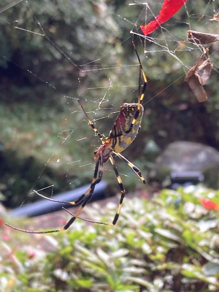 Joro Spider from Yamanakaonsenkajikamachi Ho, Kaga, Ishikawa, JP on ...