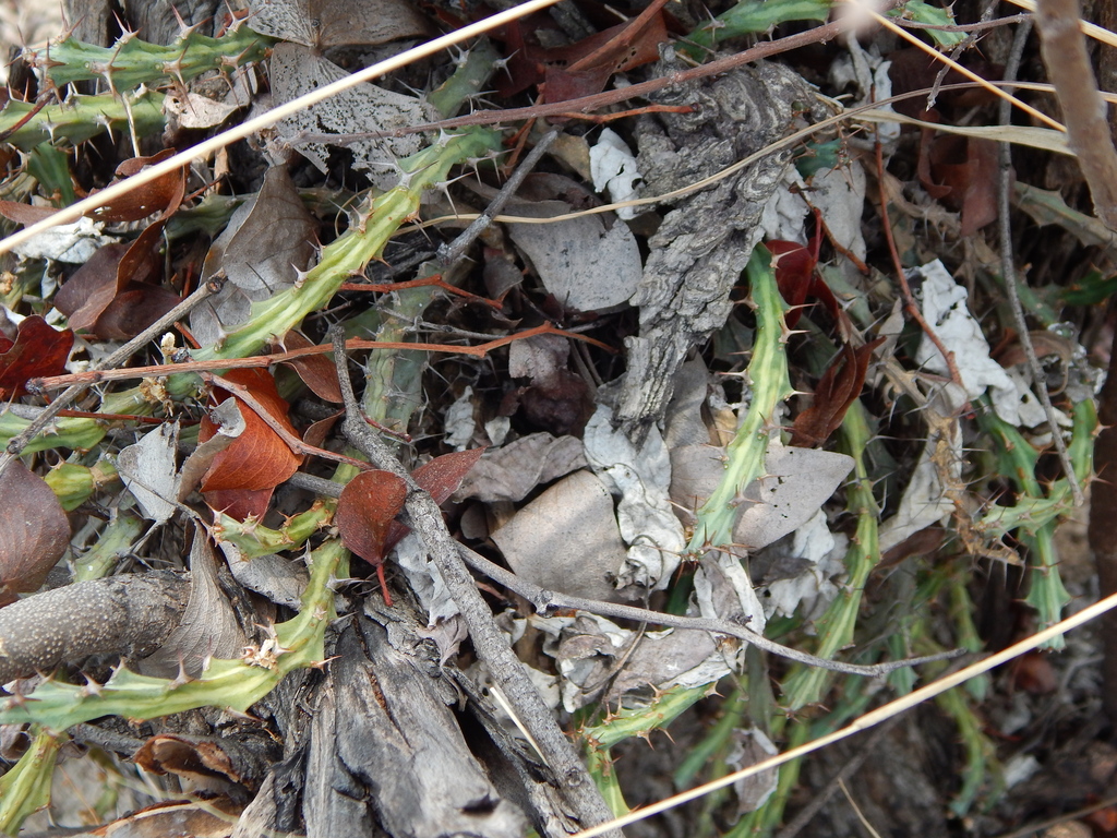spurges from Silwane Nature Reserve, Bulawayo, Zimbabwe on October 31 ...