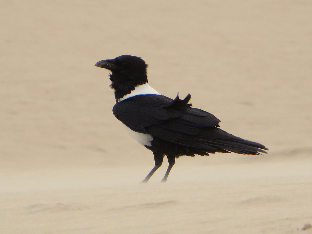 Pied Crow from Skeleton Coast Park, , Kunene, NA on September 22, 2015 ...