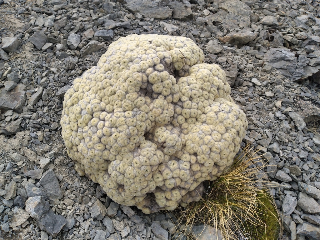 Haastia pulvinaris from Black Birch Scenic Reserve, NZ-MA, NZ-MA-MB, NZ ...