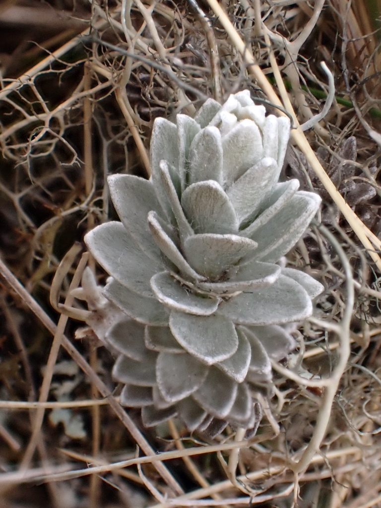 Leucogenes neglecta in November 2022 by Jane Gosden · iNaturalist