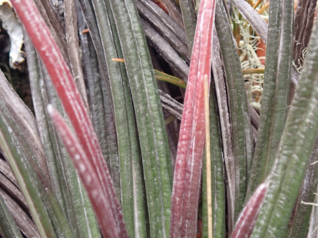 Celmisia insignis in November 2022 by Jane Gosden · iNaturalist