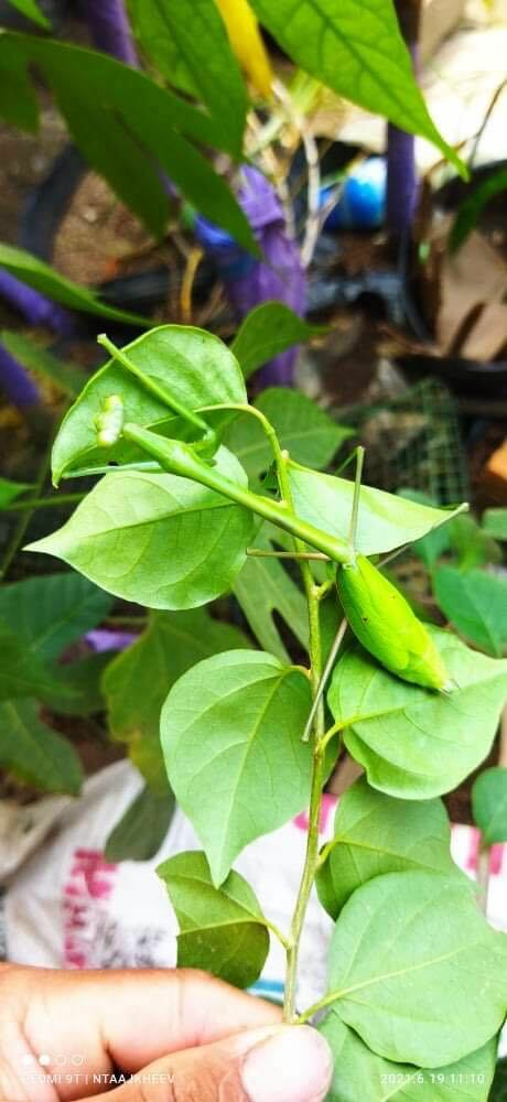 Phasmomantella nuichuana Vermeersch, 2018