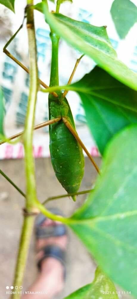 Phasmomantella nuichuana Vermeersch, 2018