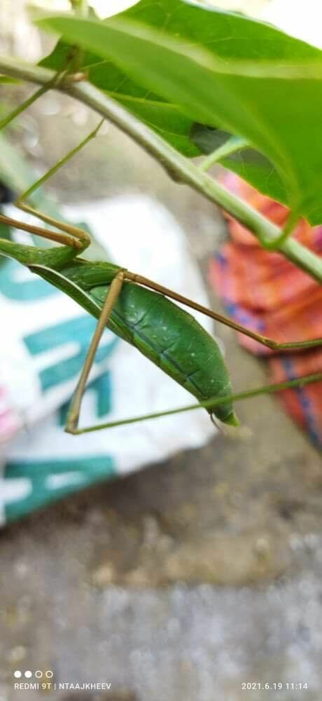 Phasmomantella nuichuana Vermeersch, 2018