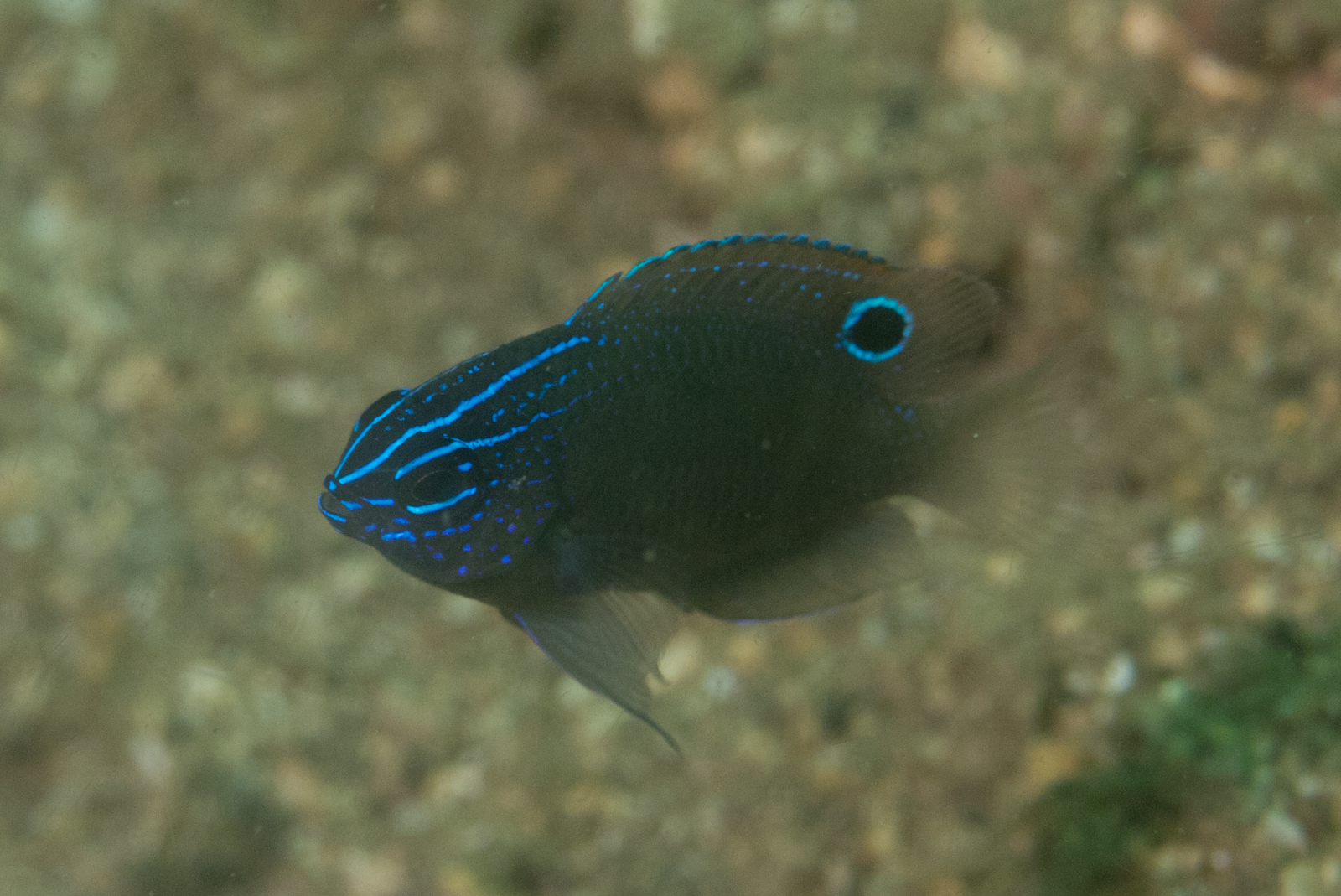 Pomacentrus adelus Allen, 1991