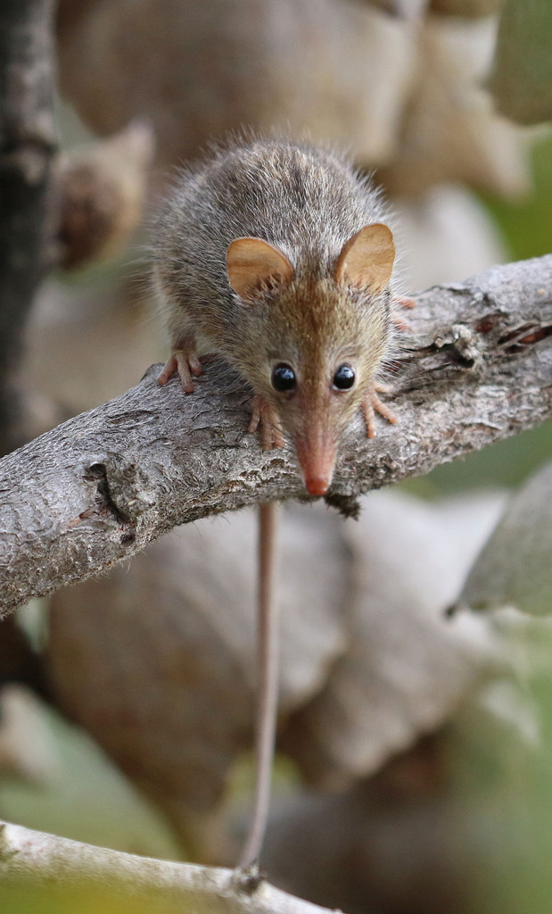 Honey Possum (Tarsipes rostratus) - Know Your Mammals