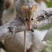 Honey Possum (Tarsipes rostratus) · iNaturalist