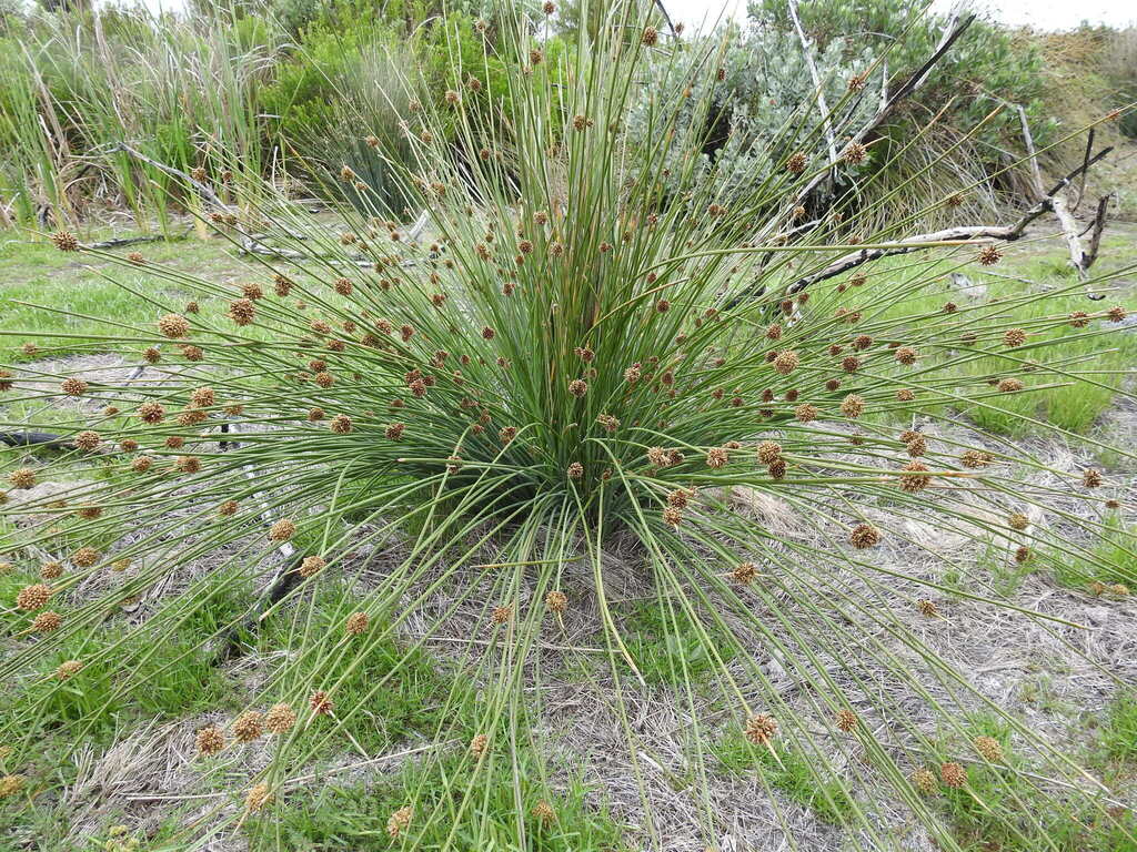 Knobby Clubrush from City of Cape Town, Western Cape, South Africa on ...
