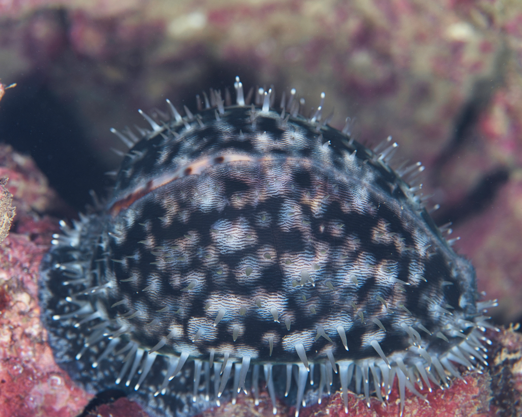 Tiger Cowry from Haleiwa, HI 96712, USA on November 03, 2022 at 07:06 ...