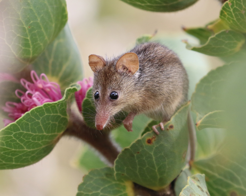 Honey Possum (Tarsipes rostratus) - Know Your Mammals