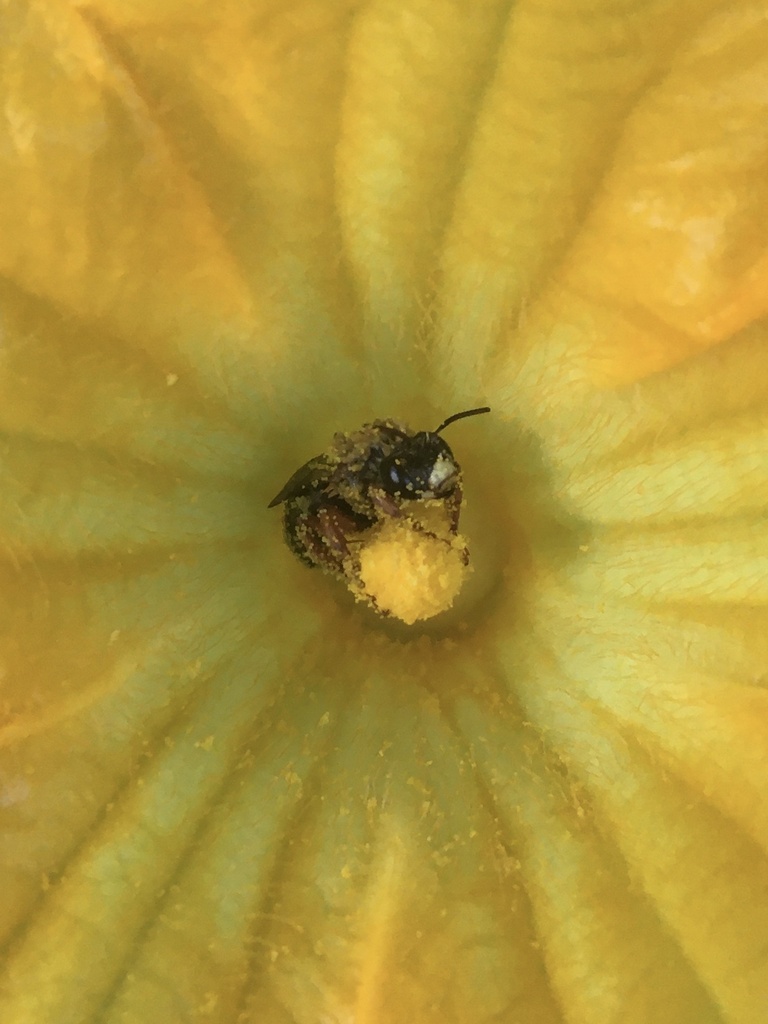 Nimble Squash Bee in July 2022 by plex_is · iNaturalist