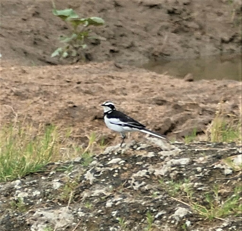 African Pied Wagtail from Gona re Zhou NP, Chiredzi, Zimbabwe on ...